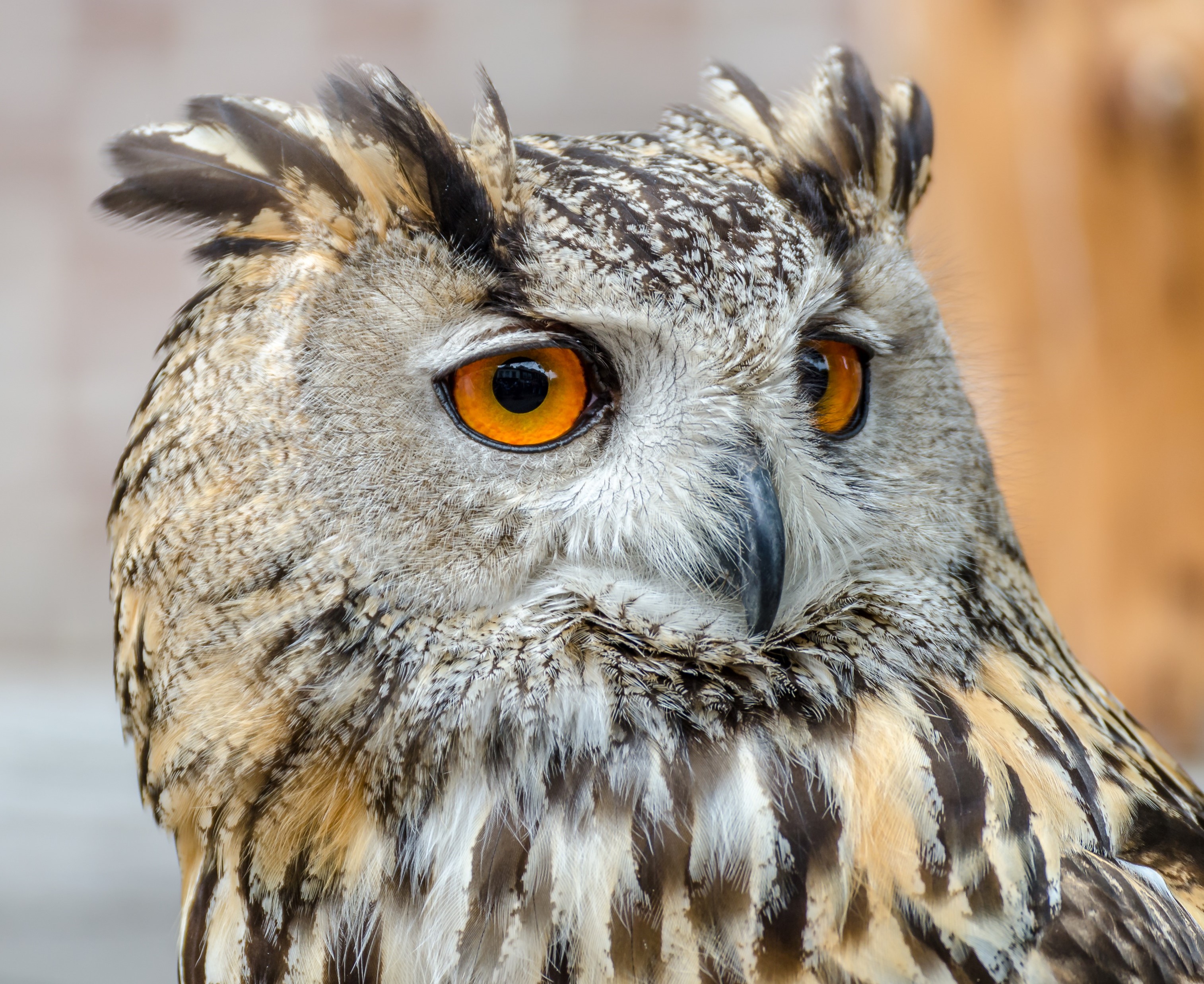 Owl Experience Day at HMYOI Cookham Wood